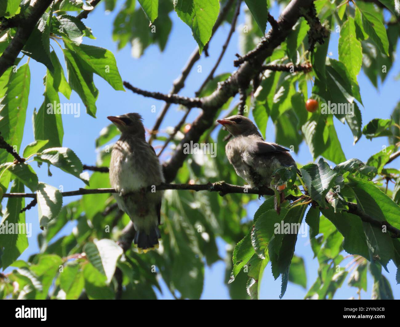 Cedar Waxwing (Bombycilla cedrorum Stock Photo - Alamy