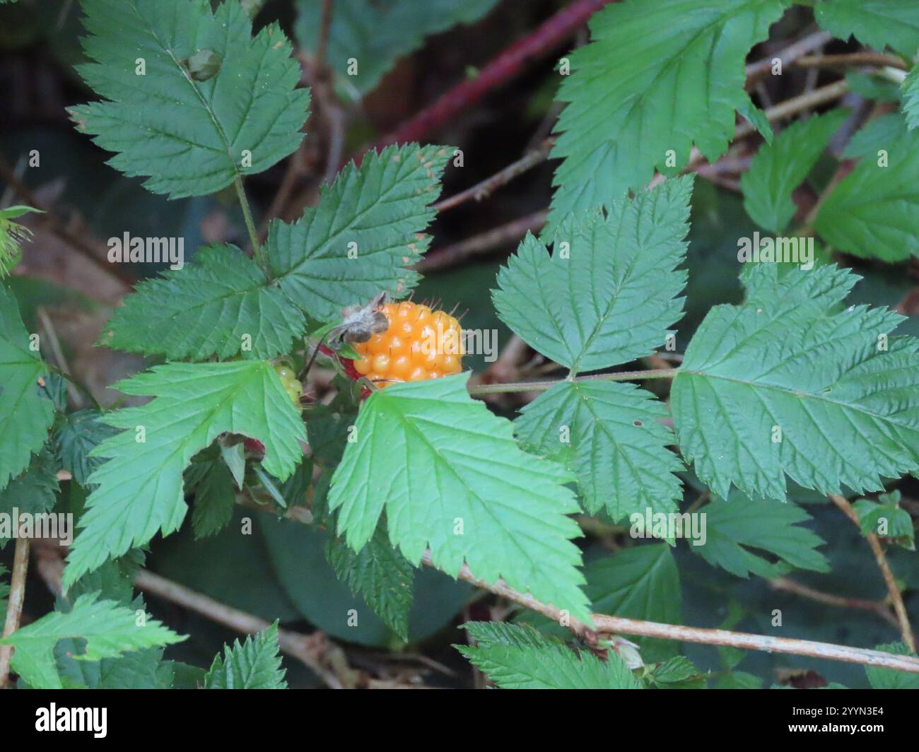 Salmonberry (Rubus spectabilis Stock Photo - Alamy