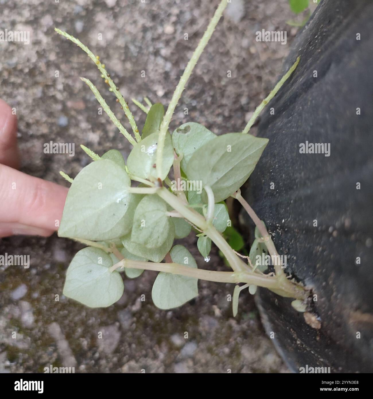 Pepper elder (Peperomia pellucida Stock Photo - Alamy