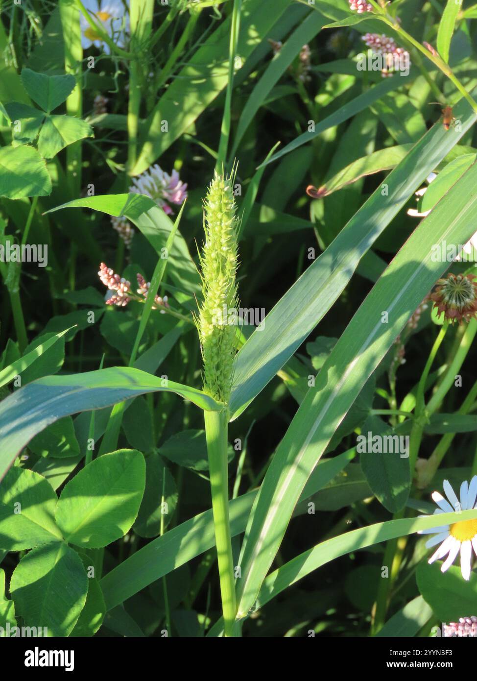 Barnyard Grasses (Echinochloa Stock Photo - Alamy