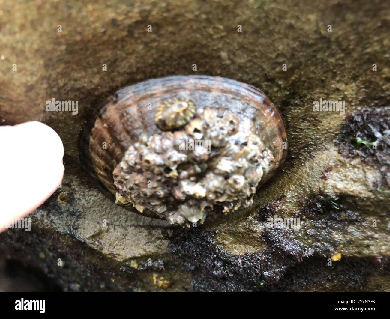 Owl Limpet (Lottia gigantea Stock Photo - Alamy
