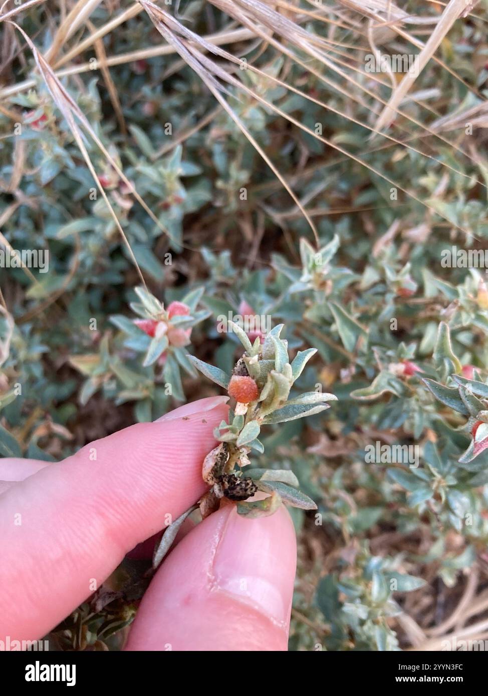 Semibaccata hi-res stock photography and images - Alamy