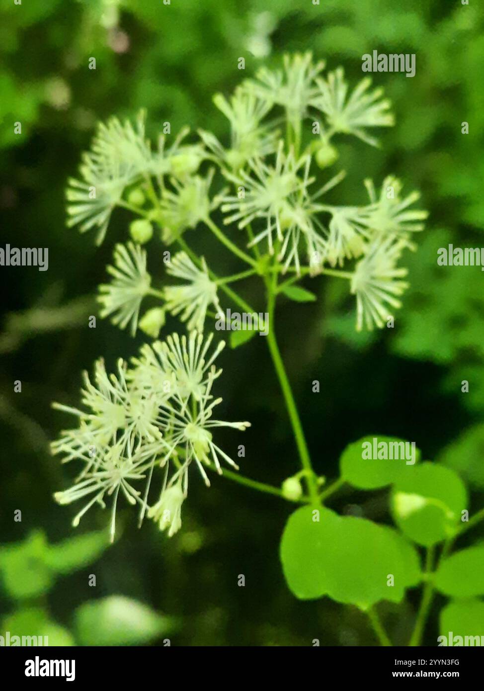 tall meadow-rue (Thalictrum pubescens Stock Photo - Alamy