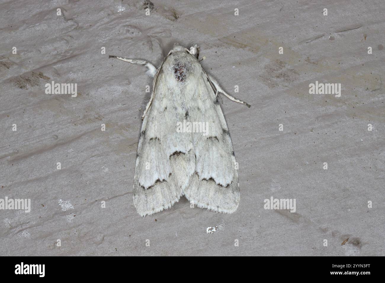 Unmarked Dagger (Acronicta innotata Stock Photo - Alamy