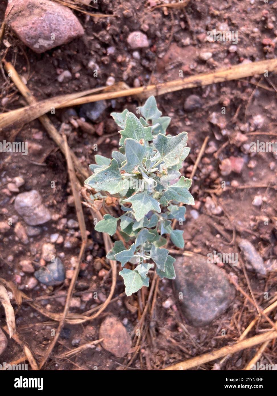 Subfamily chenopodioideae hi-res stock photography and images - Alamy