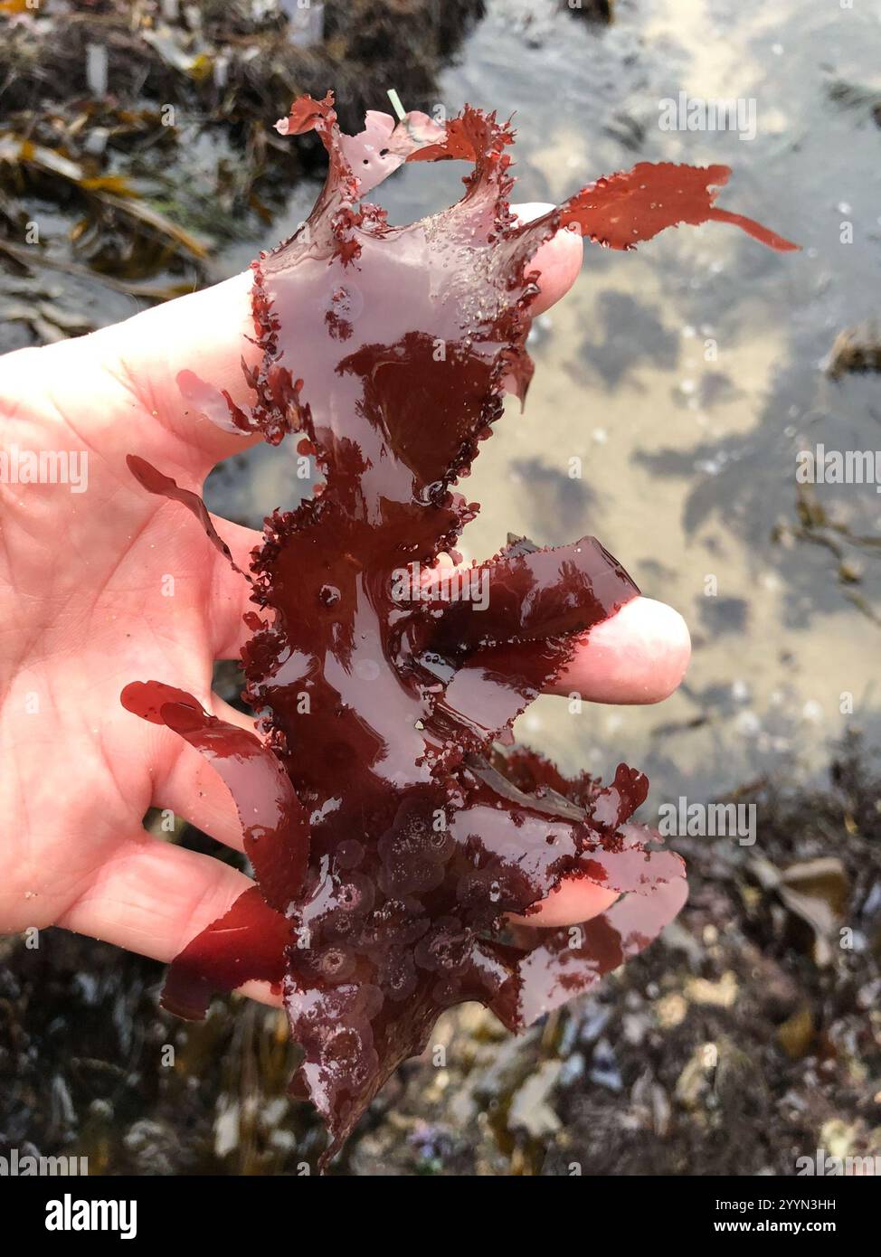 Grape Tongue (Cryptopleura ruprechtiana Stock Photo - Alamy