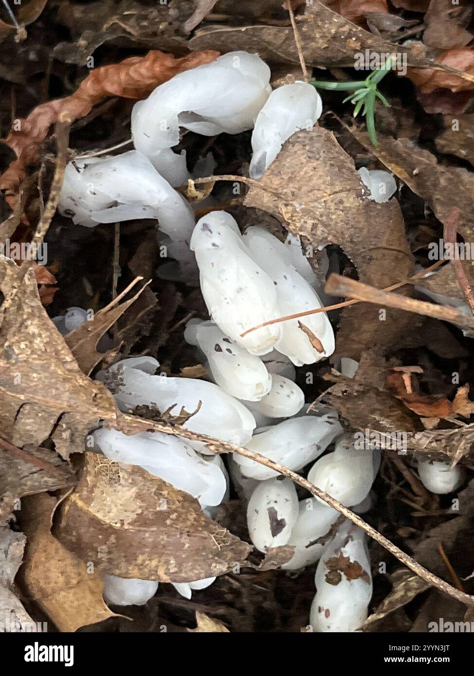 Ghost Pipe (Monotropa uniflora Stock Photo - Alamy