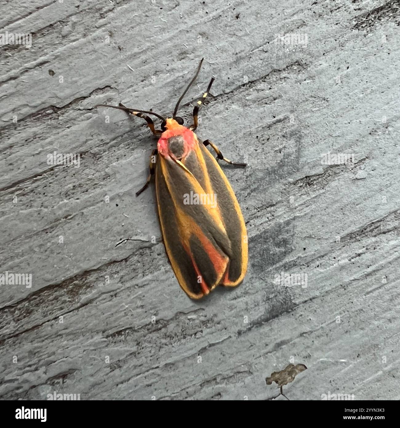 Painted Lichen Moth (Hypoprepia fucosa Stock Photo - Alamy