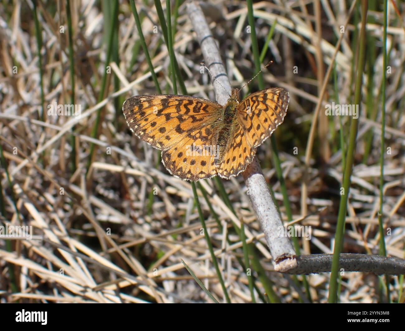 American Silver-bordered Fritillary (Boloria myrina Stock Photo - Alamy