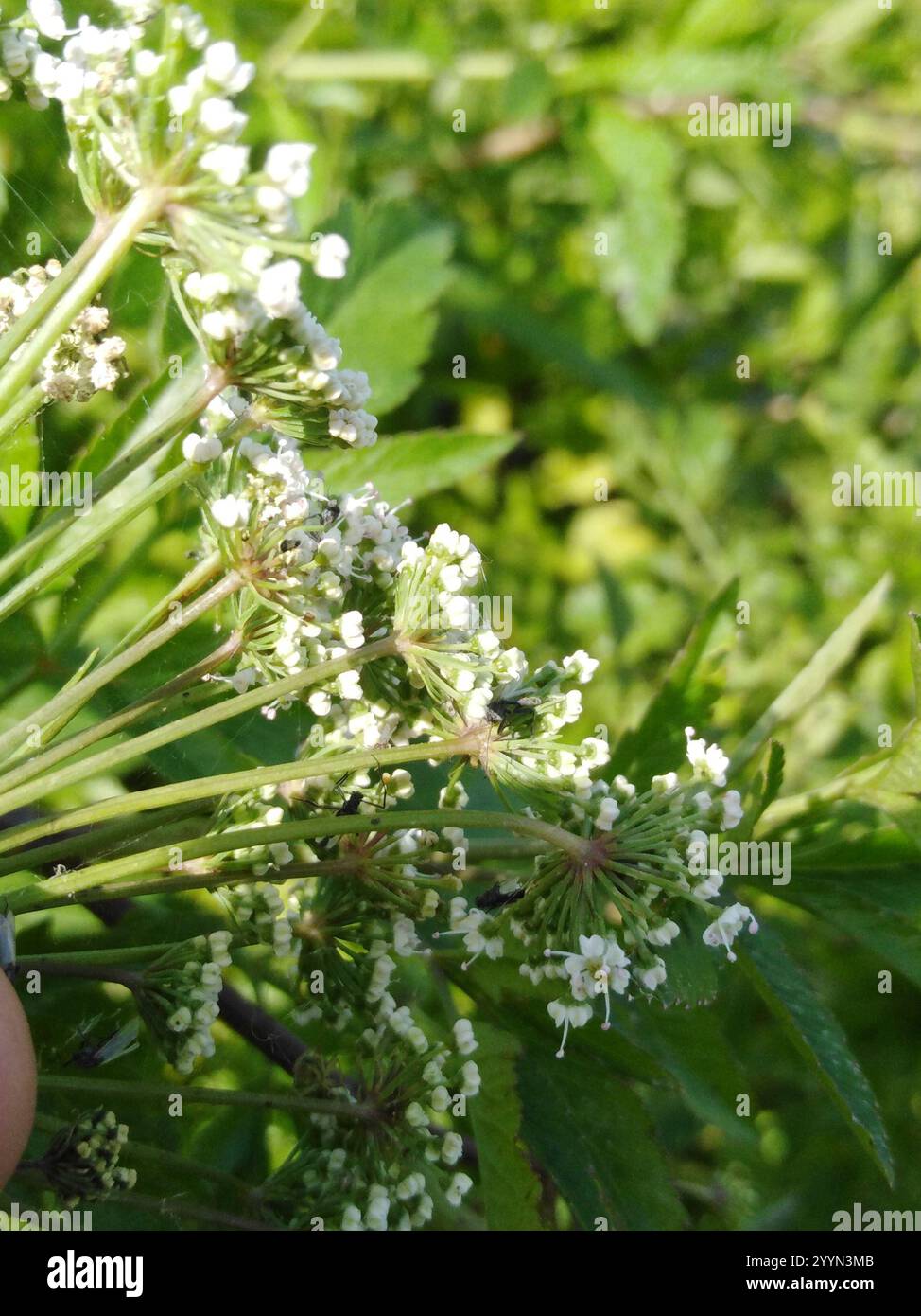Cowbane (Cicuta virosa Stock Photo - Alamy