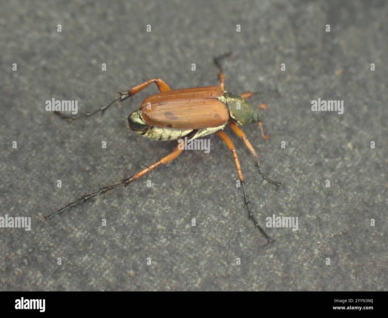 American Rose Chafers (Macrodactylus Stock Photo - Alamy