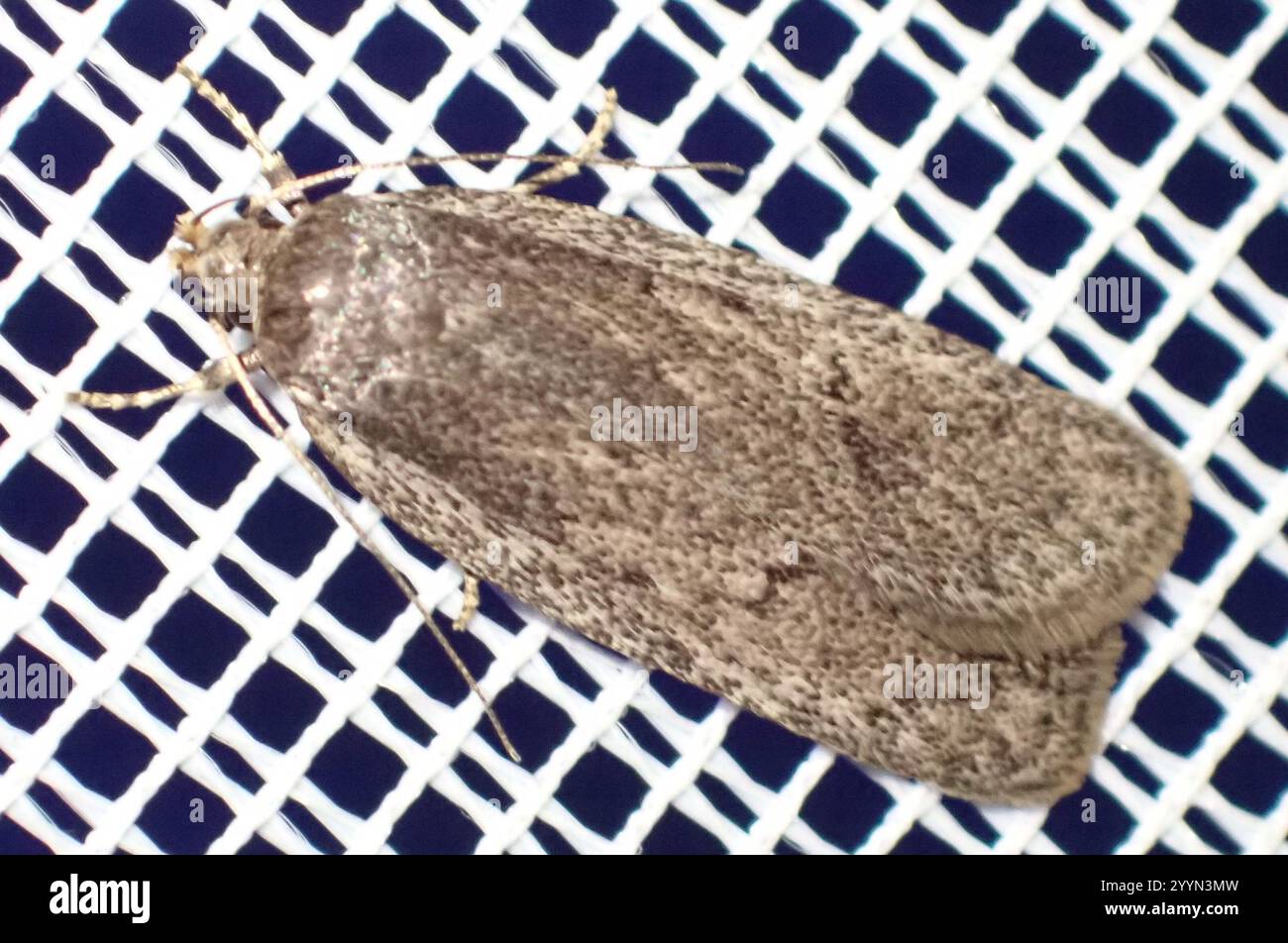 Curved-horn Moths (Gelechioidea Stock Photo - Alamy