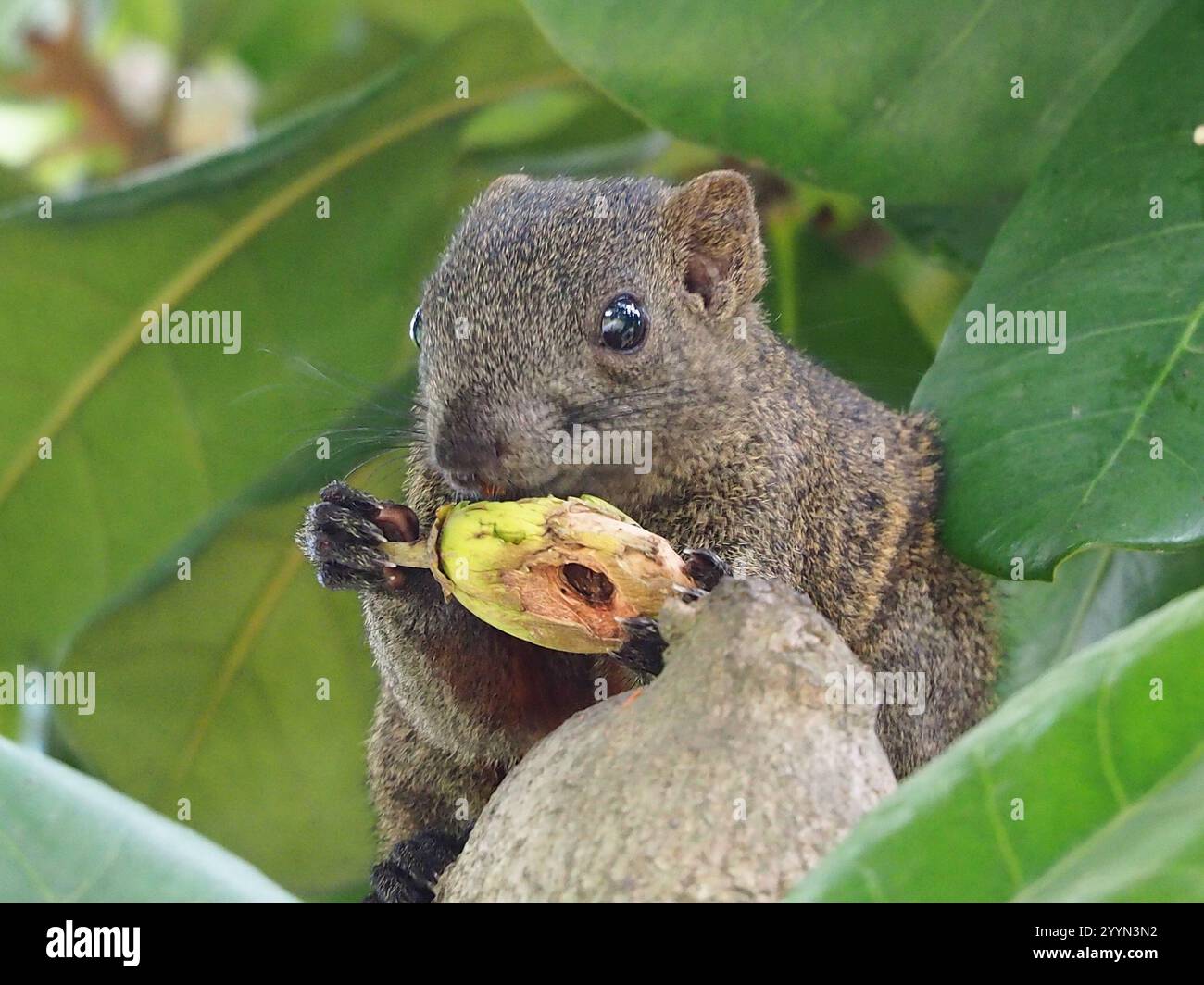 Taiwan Squirrel (Callosciurus erythraeus thaiwanensis Stock Photo - Alamy