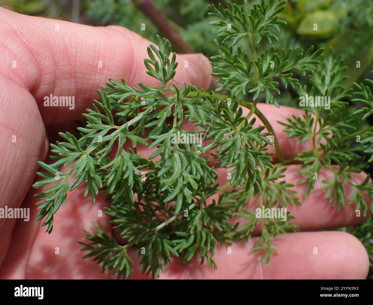 Carrotleaf Biscuitroot (Lomatium multifidum Stock Photo - Alamy