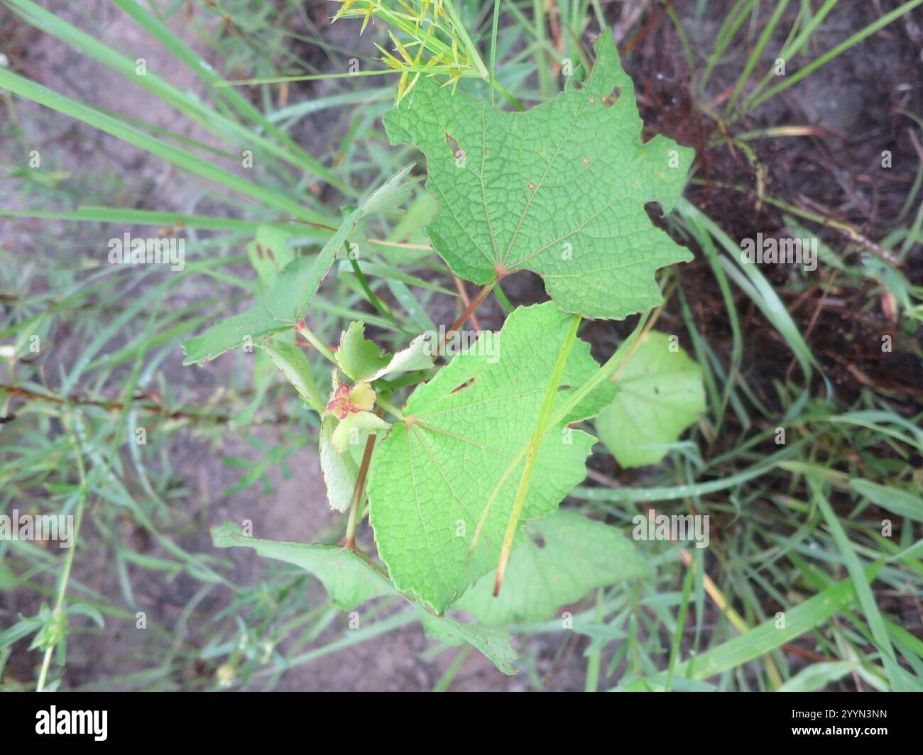 Chinese Bur (Triumfetta rhomboidea Stock Photo - Alamy