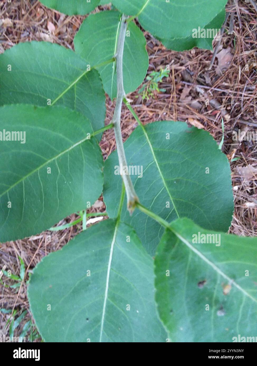 Callery pear (Pyrus calleryana Stock Photo - Alamy