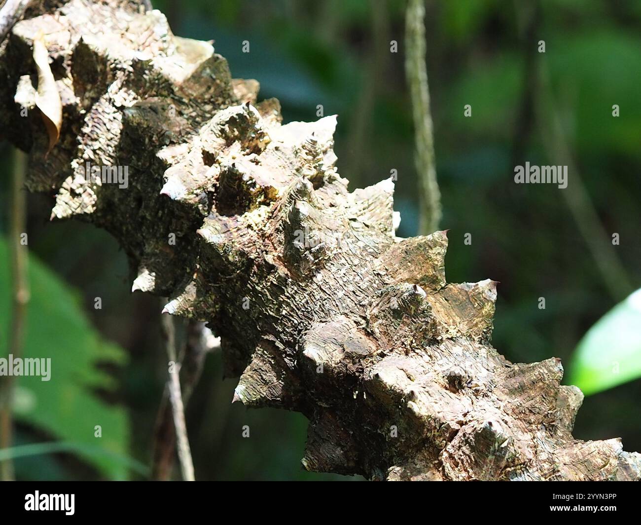 orange climber (Zanthoxylum asiaticum Stock Photo - Alamy