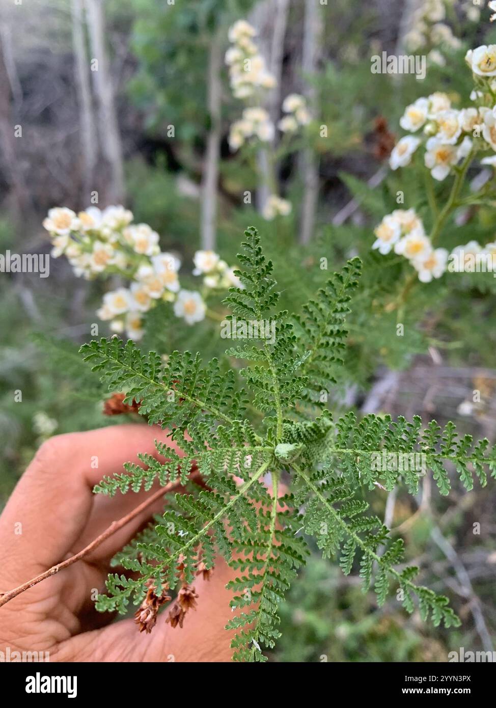 fernbush (Chamaebatiaria millefolium Stock Photo - Alamy