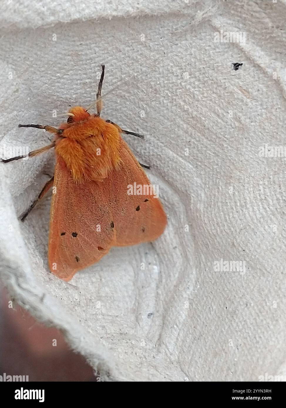 Ruby Tiger Moth (Phragmatobia fuliginosa Stock Photo - Alamy