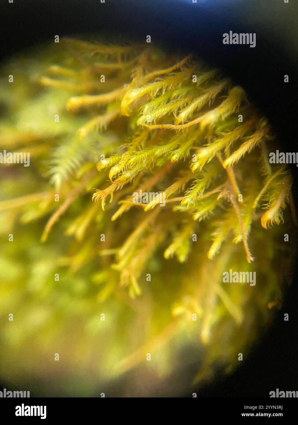 Bent Scissor-leaved Liverwort (Herbertus aduncus Stock Photo - Alamy