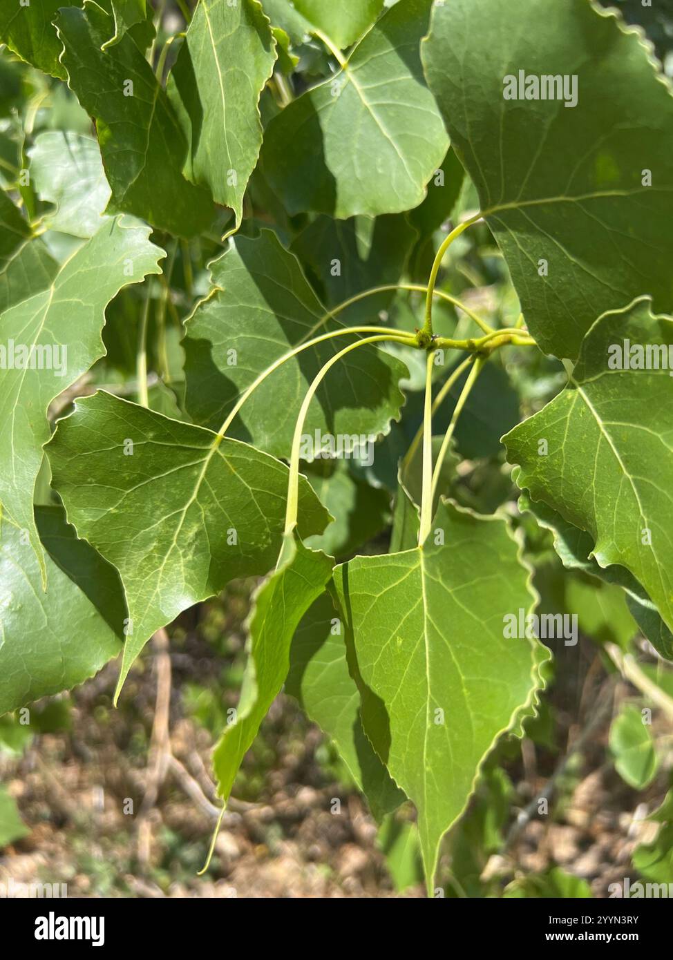 Plains cottonwood (Populus deltoides monilifera Stock Photo - Alamy