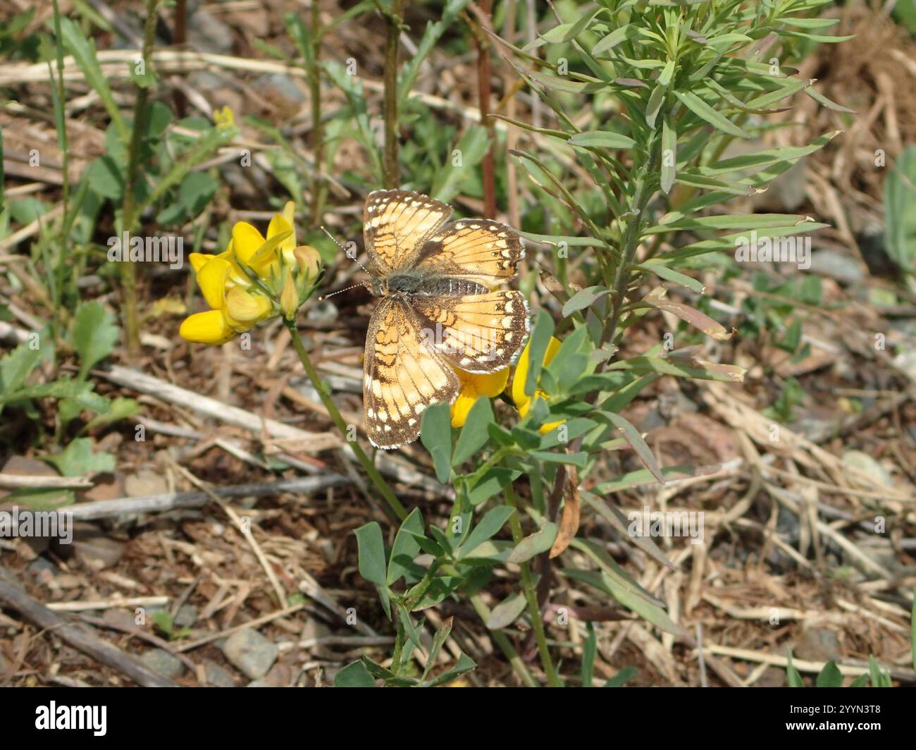 Chlosyne harrisii hi-res stock photography and images - Alamy