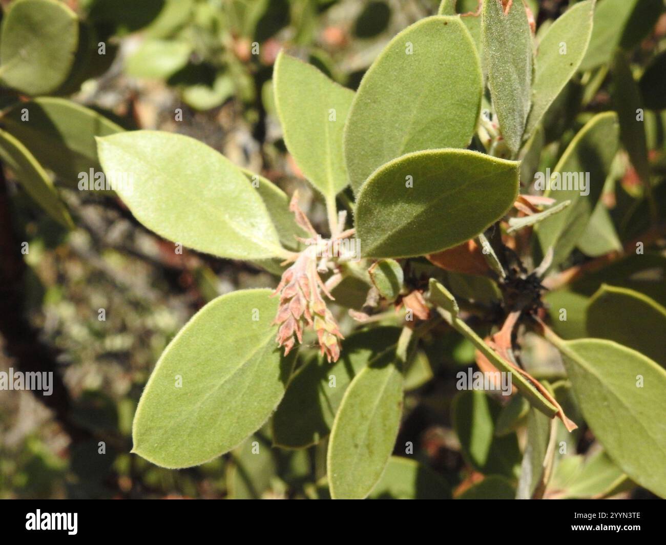 Common Manzanita (Arctostaphylos manzanita Stock Photo - Alamy