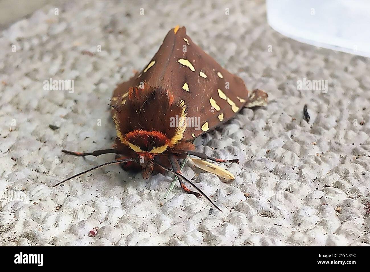 St. Lawrence Tiger Moth (Arctia parthenos Stock Photo - Alamy