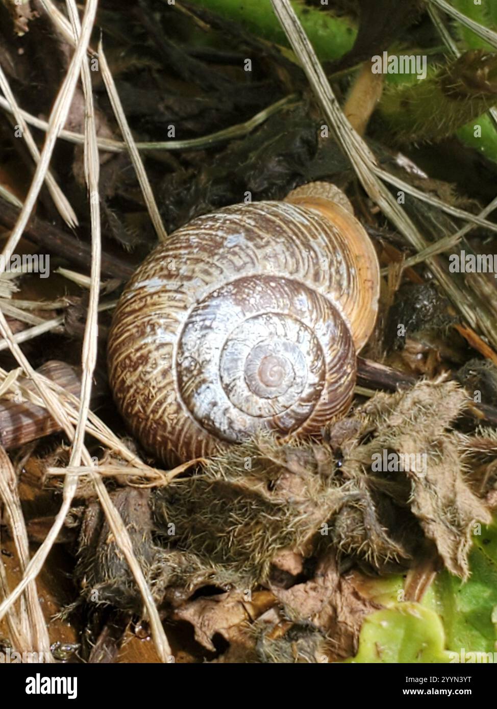 Allogona townsendiana hi-res stock photography and images - Alamy