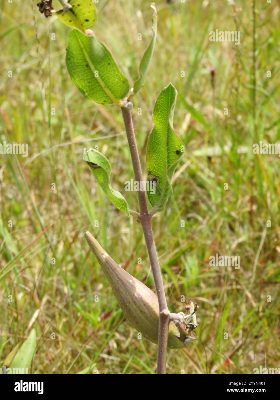 green comet milkweed (Asclepias viridiflora Stock Photo - Alamy