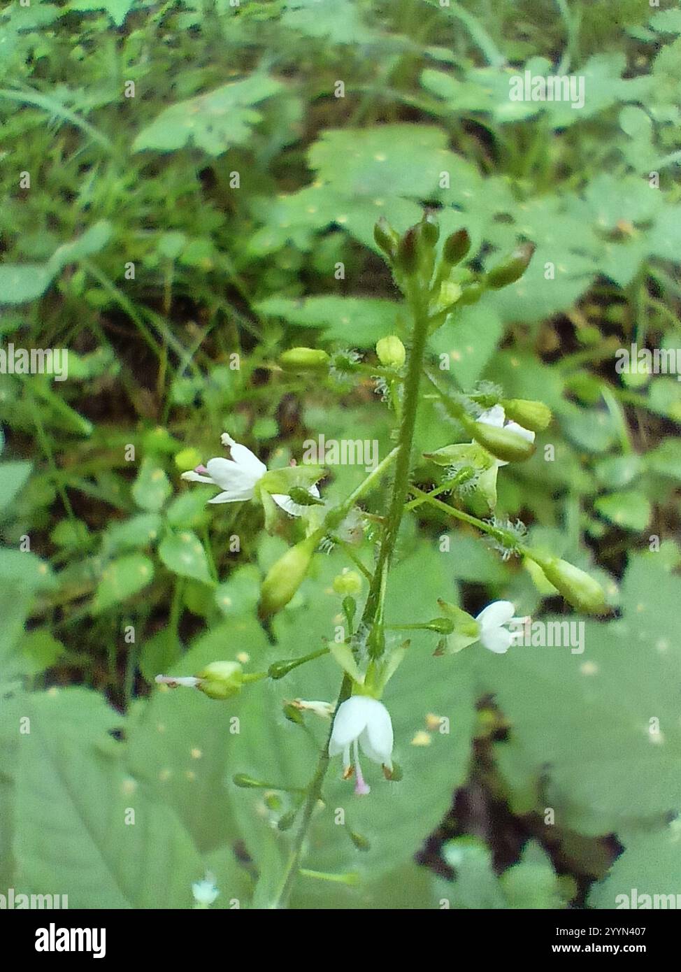 enchanter's-nightshade (Circaea lutetiana Stock Photo - Alamy