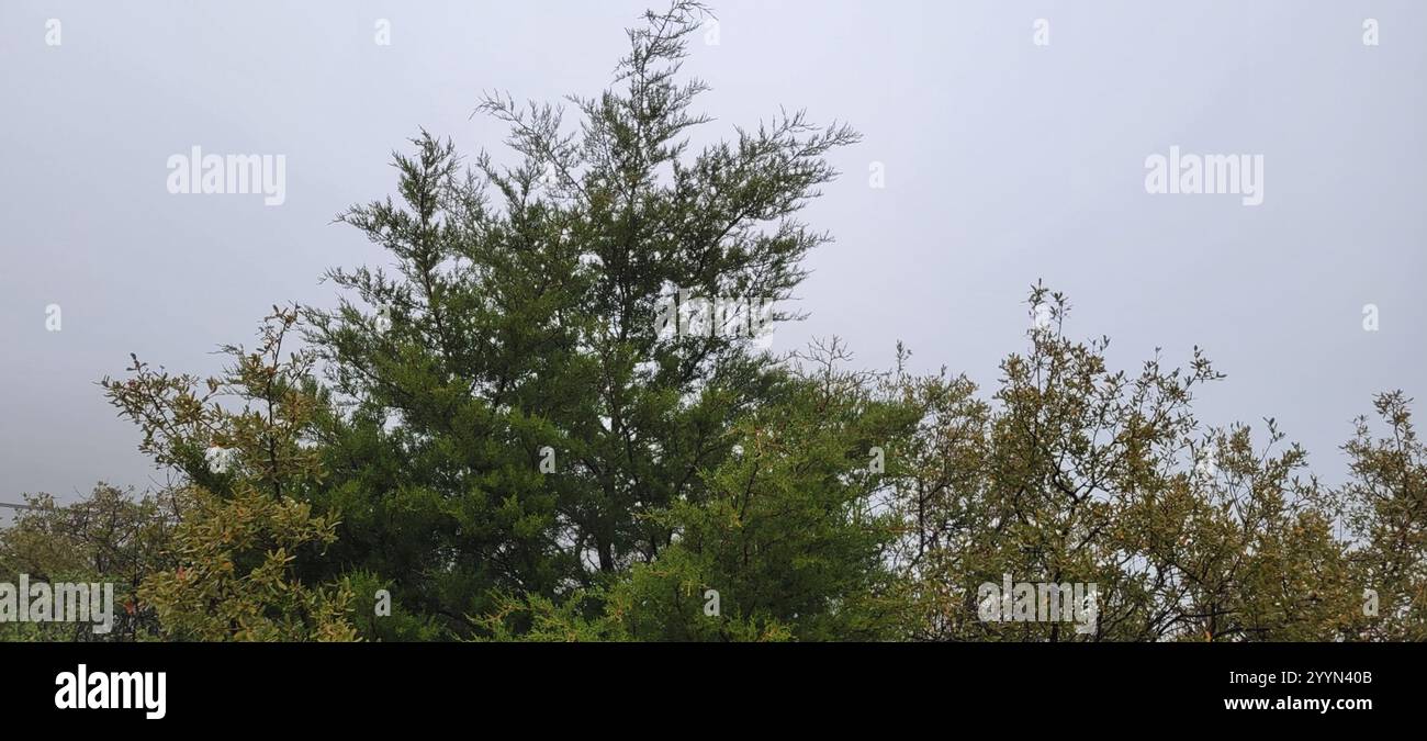 Tecate cypress hi-res stock photography and images - Alamy