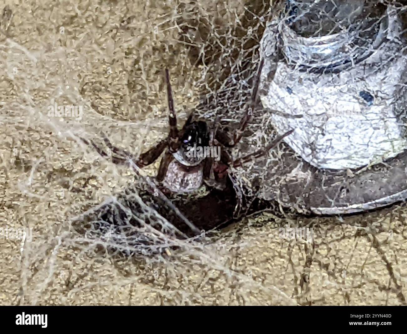Grey House Spider (Badumna longinqua Stock Photo - Alamy