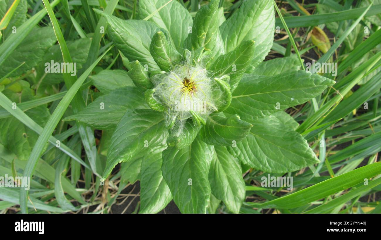 Seabeach Groundsel (Senecio pseudoarnica Stock Photo - Alamy