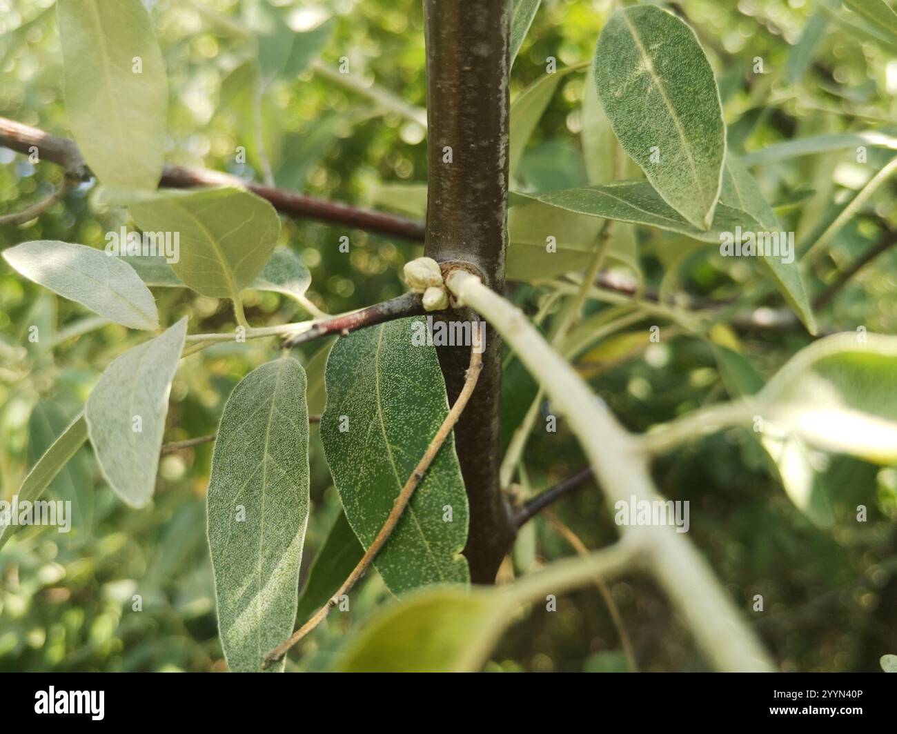 Russian olive (Elaeagnus angustifolia Stock Photo - Alamy