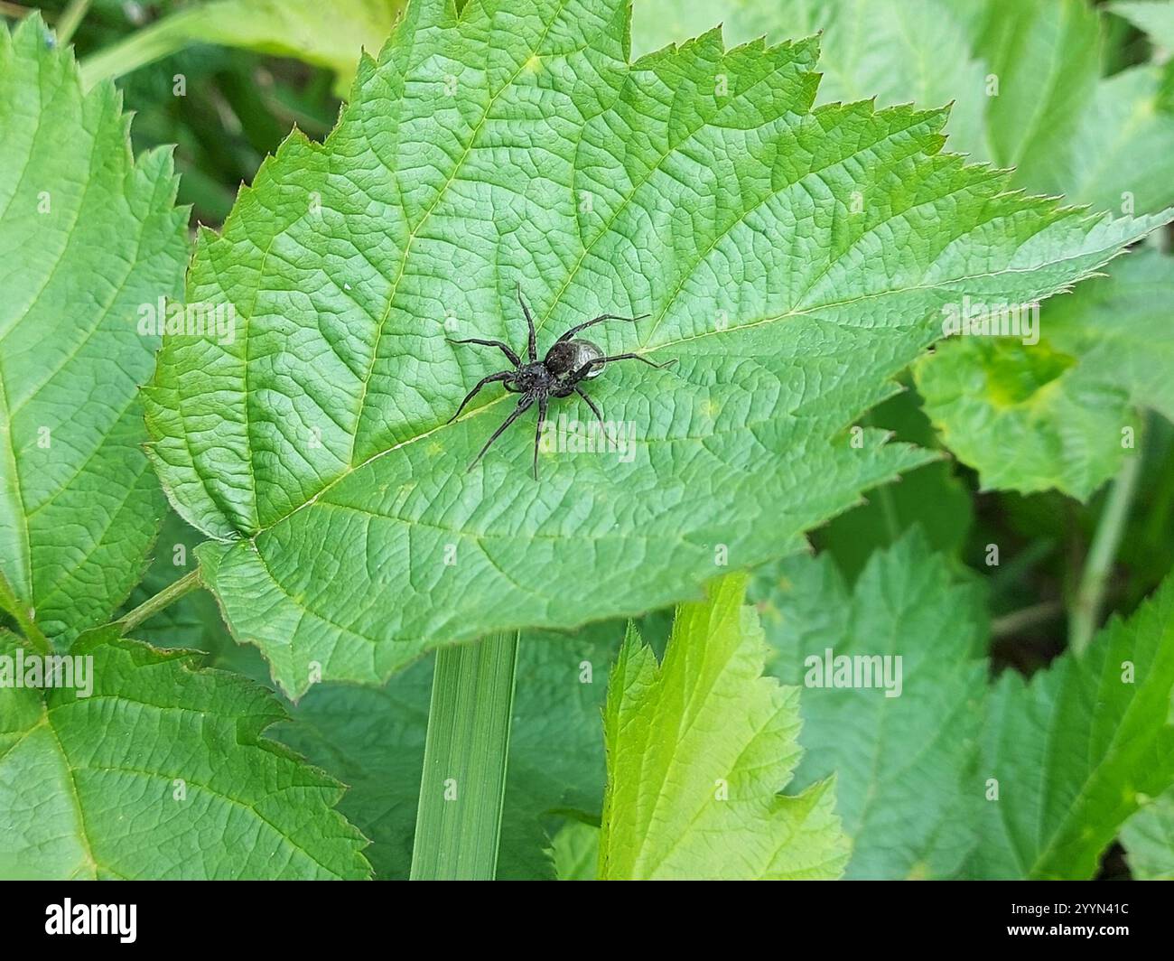 Thin-legged Wolf Spiders (Pardosa Stock Photo - Alamy