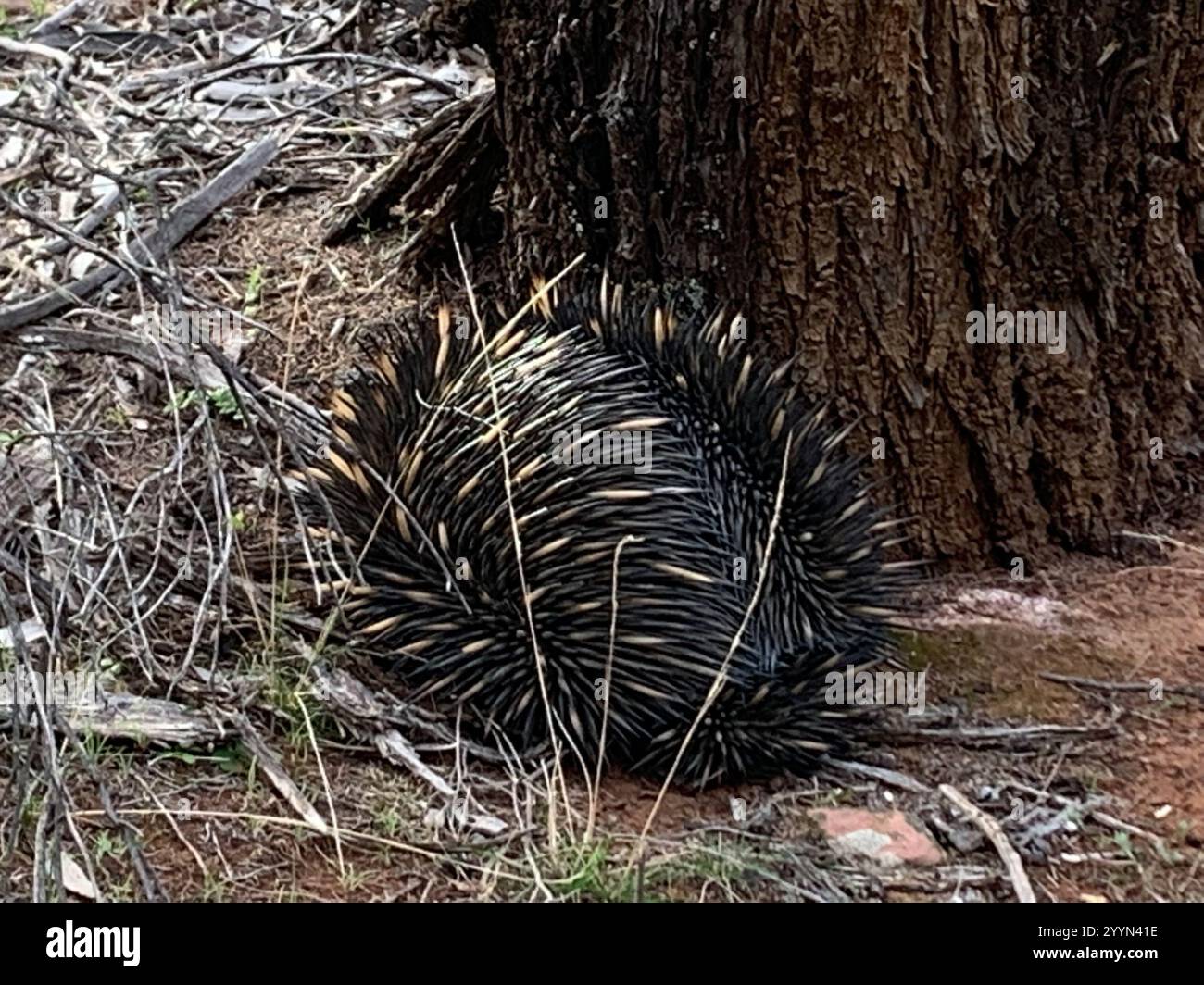 Short-beaked Echidna (Tachyglossus aculeatus Stock Photo - Alamy