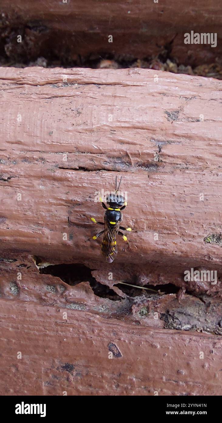 Square-headed Wasps, Sand Wasps, and Allies (Crabronidae Stock Photo ...