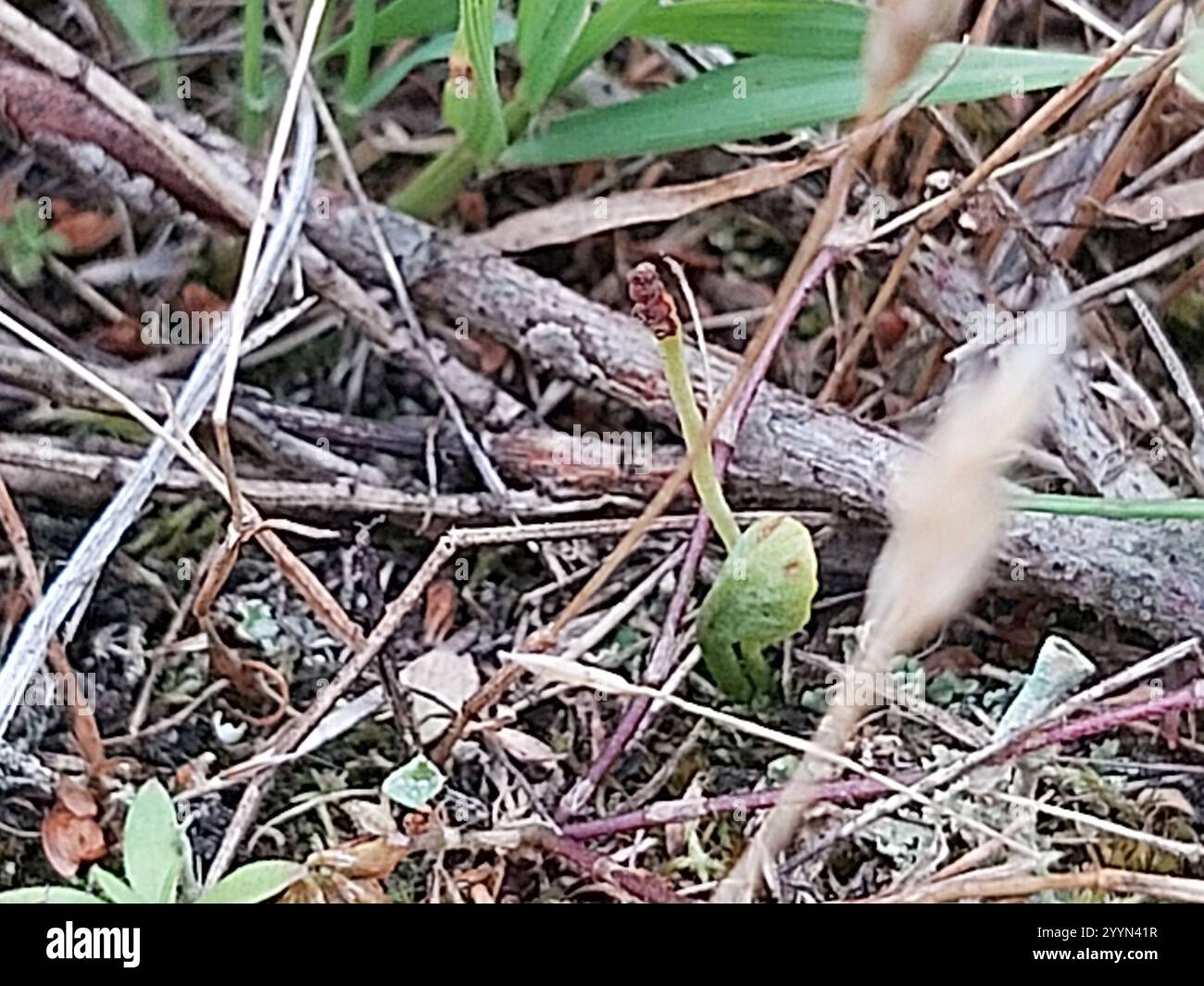 little grapefern (Botrychium simplex Stock Photo - Alamy