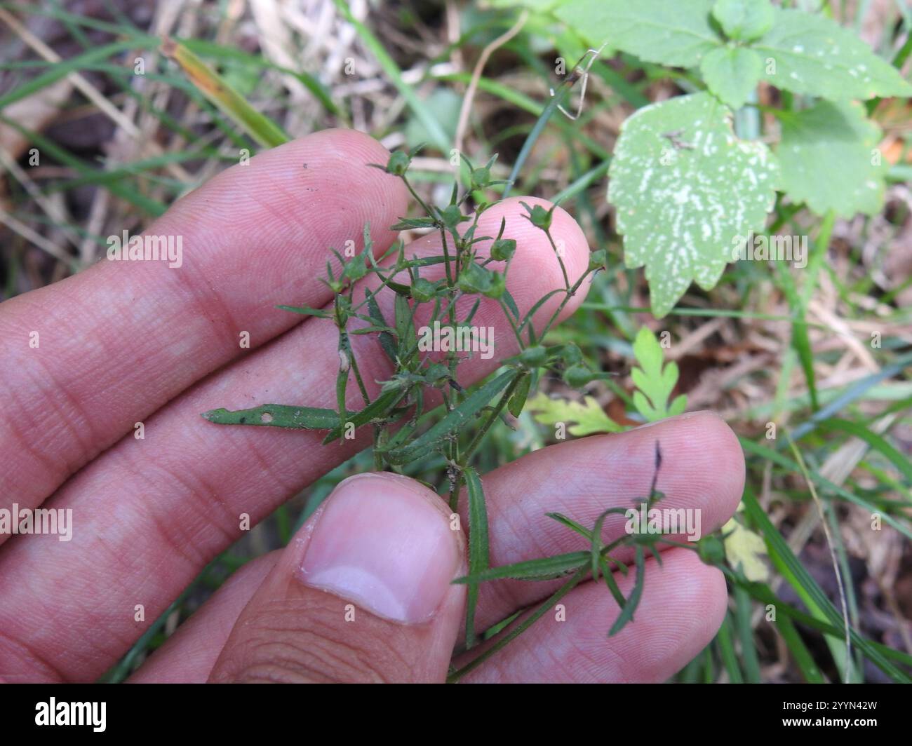 Long leaved houstonia hi-res stock photography and images - Alamy