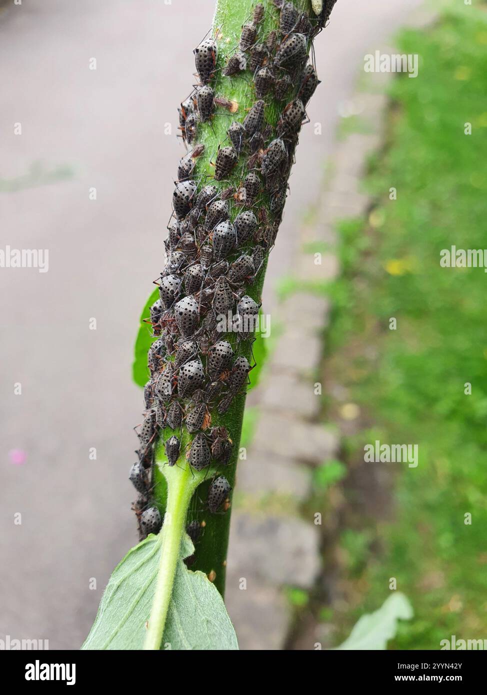Giant willow aphid hi-res stock photography and images - Alamy