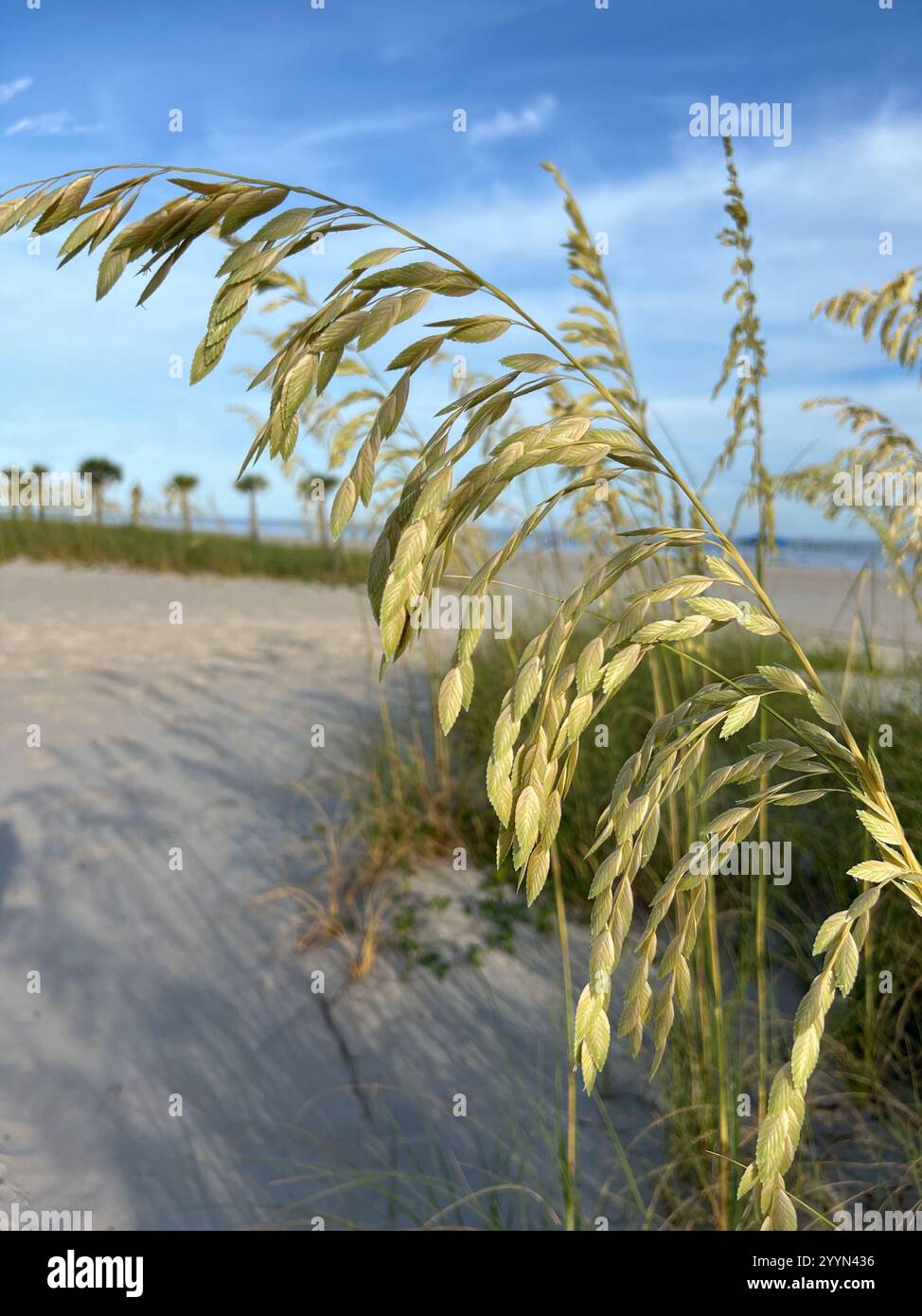 sea oats (Uniola paniculata Stock Photo - Alamy