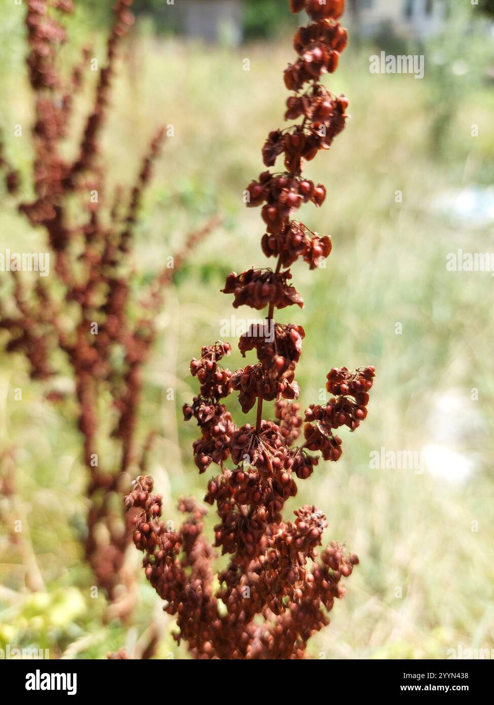 Patience dock rumex patientia hi-res stock photography and images - Alamy