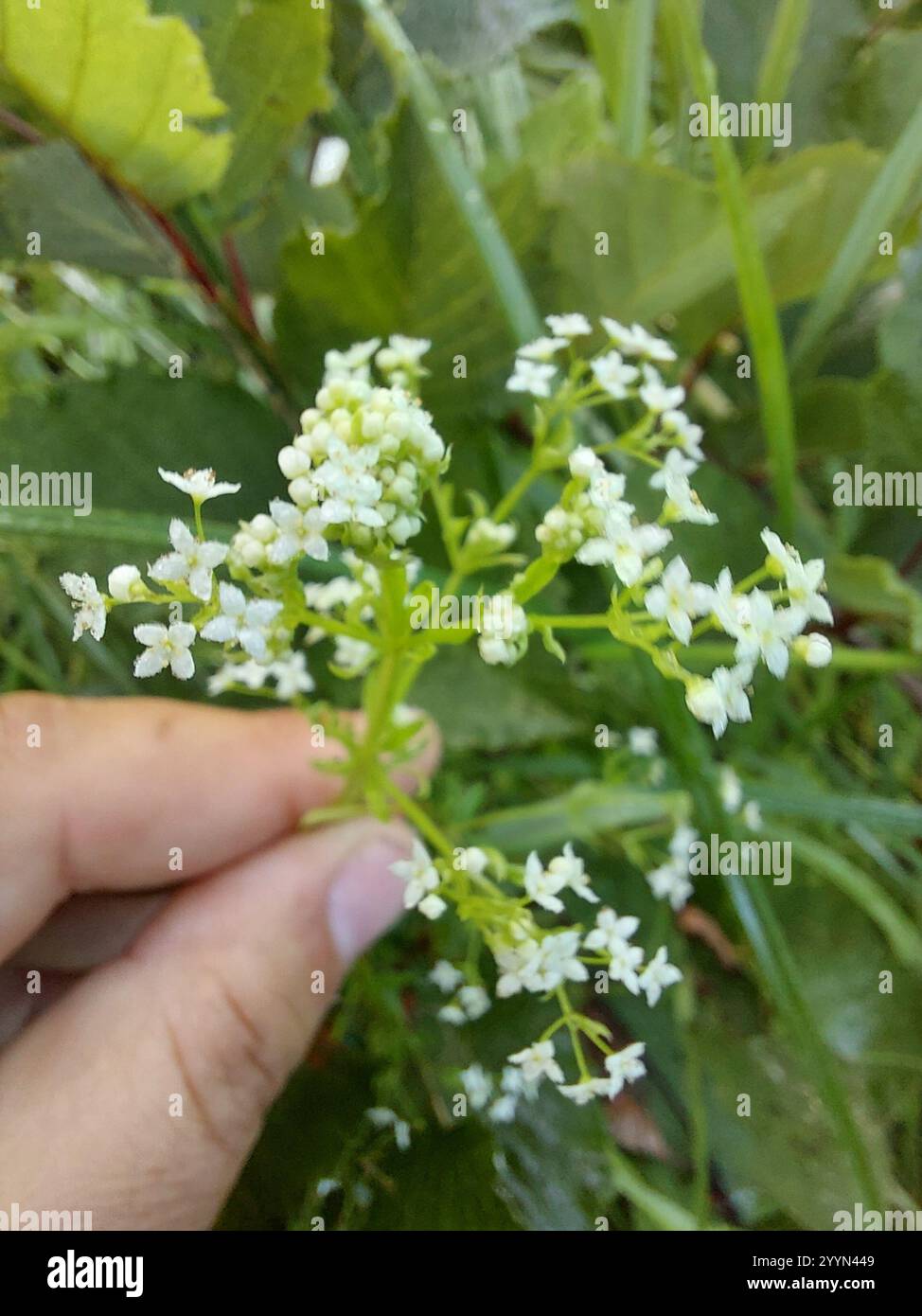 Common Marsh-bedstraw (Galium palustre Stock Photo - Alamy
