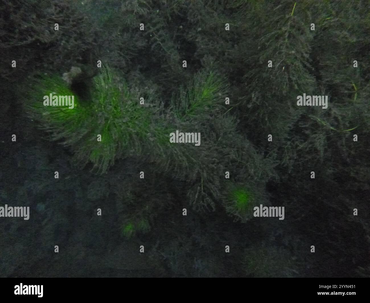 coontail (Ceratophyllum demersum Stock Photo - Alamy