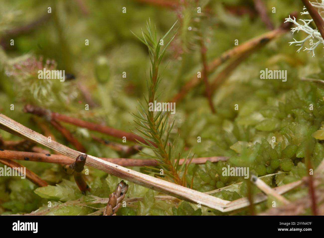 Bog Haircap Moss (Polytrichum strictum Stock Photo - Alamy