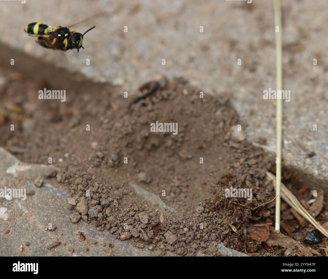 Ornate-tailed Digger Wasp (Cerceris rybyensis Stock Photo - Alamy