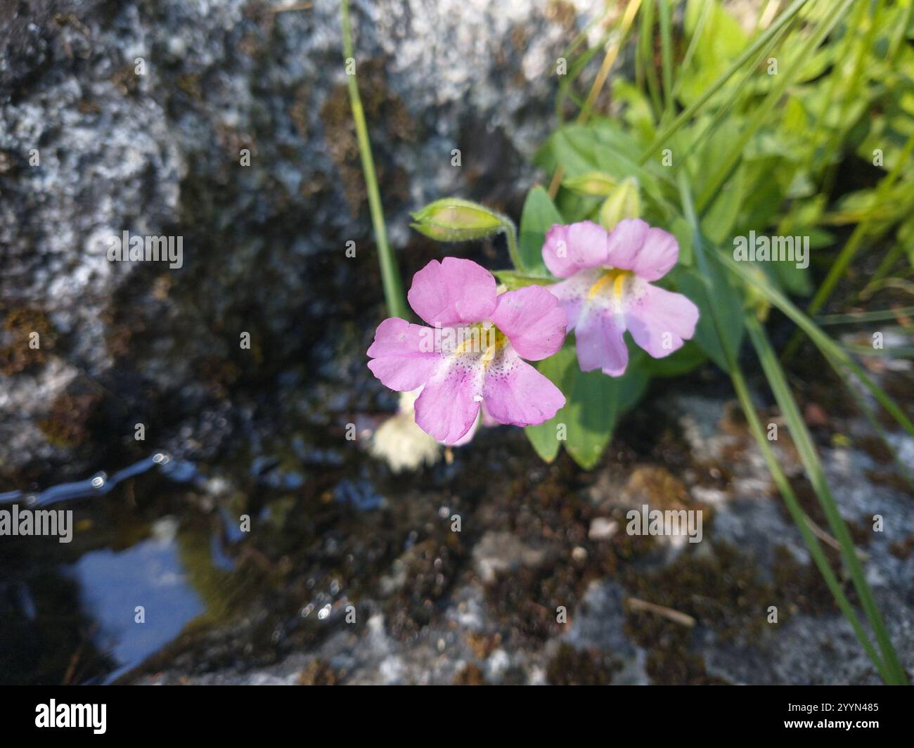 Lewis' monkeyflower (Erythranthe lewisii Stock Photo - Alamy