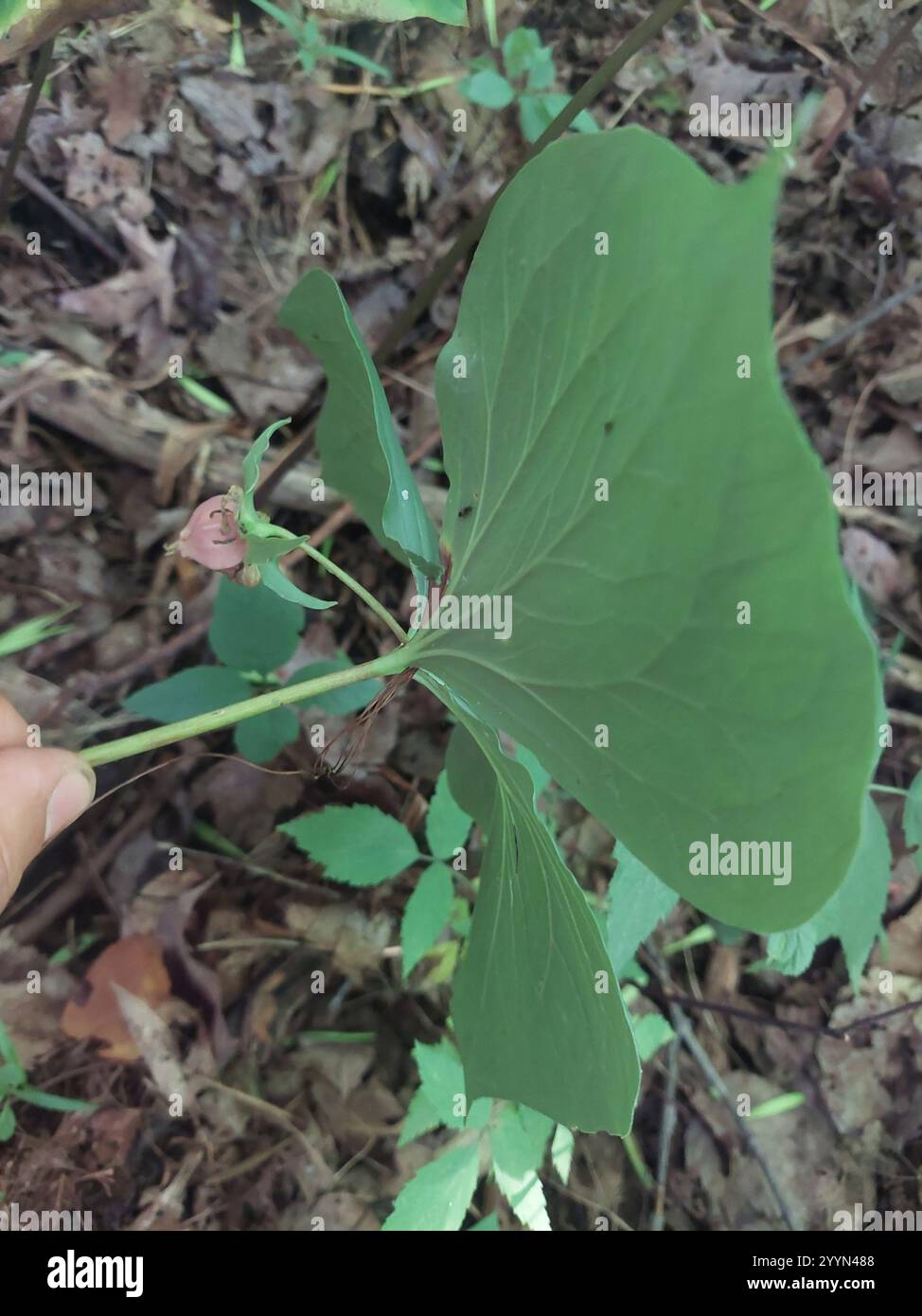 nodding trillium (Trillium cernuum Stock Photo - Alamy