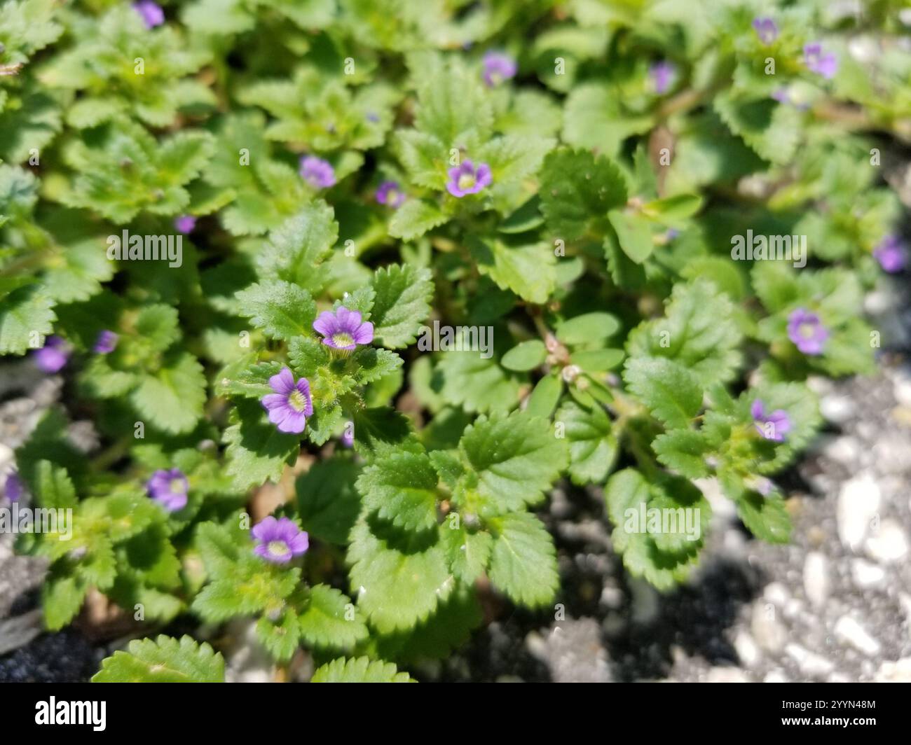 Stemodia hi-res stock photography and images - Alamy
